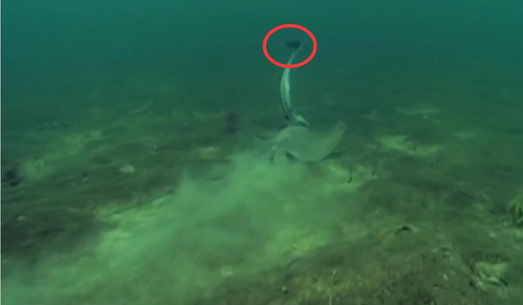 Kenya's fishing genius: Diving blood-sucking fish dive into the deep ...