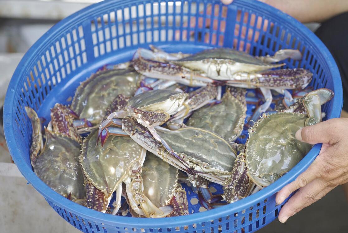 The identification pictures of 12 kinds of crabs, let you know ...