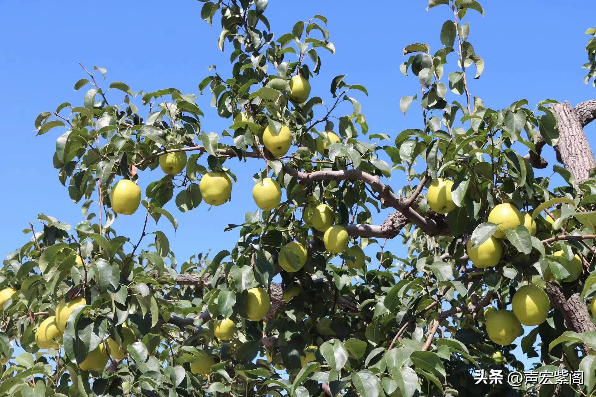 Late picking, emphasis on management, and science, the business ...