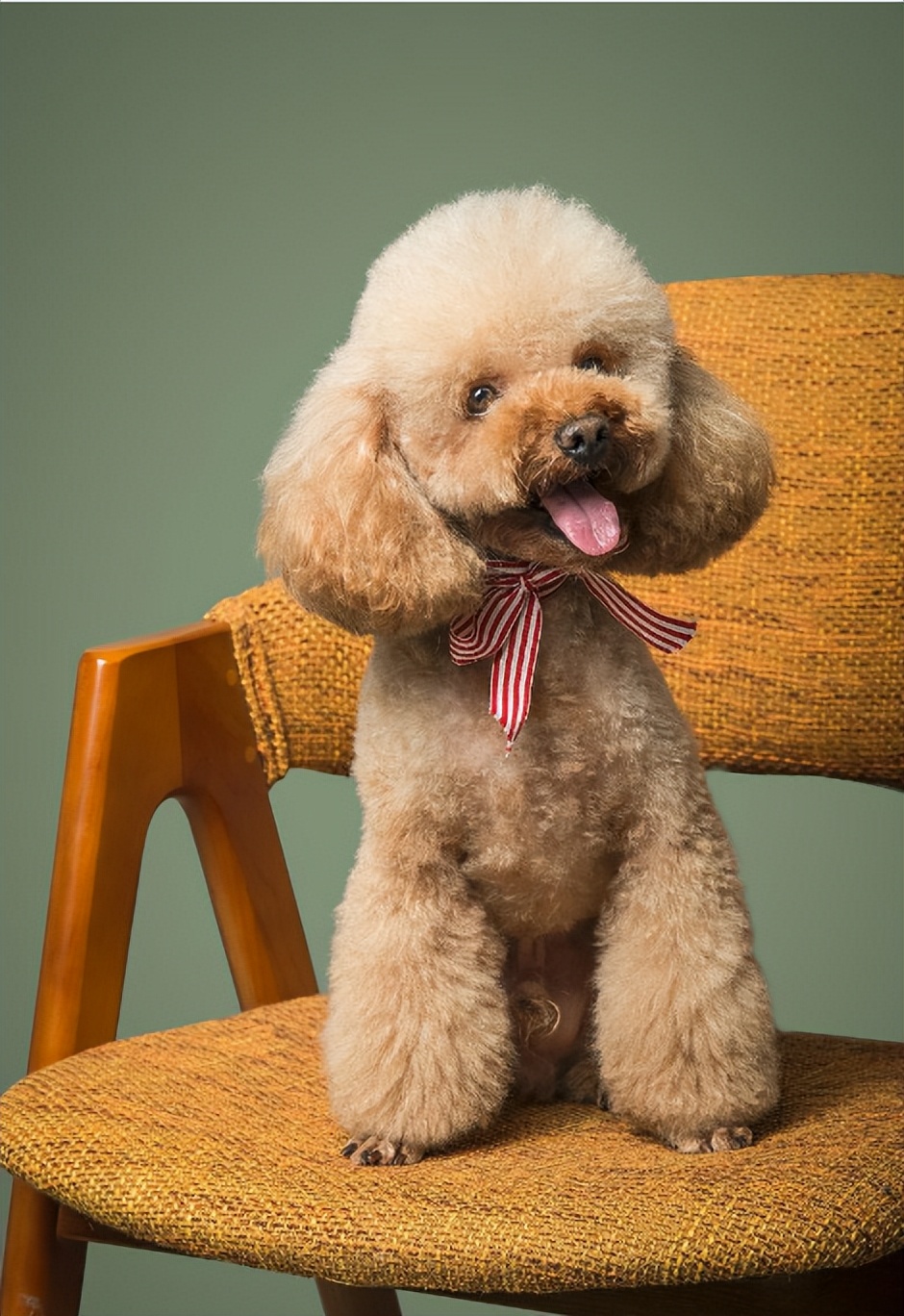 The 6 most "spiritual" dogs on the dog list, all dog owners say they ...