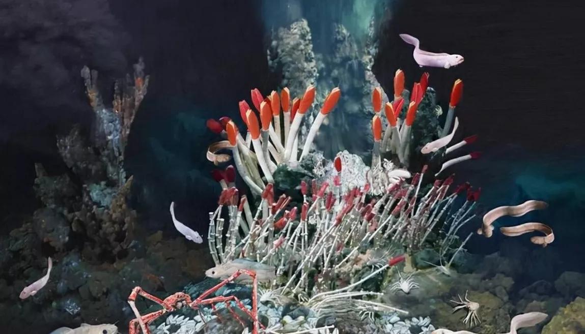 Think of a "volcano" as a swimming pool?The most heat-resistant animal ...
