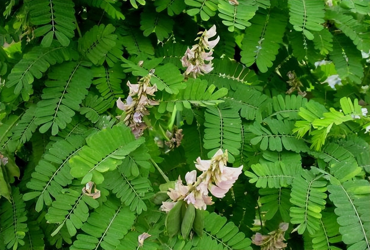 Chicken Bone Grass Snail Treats Stinging Urine - iNEWS