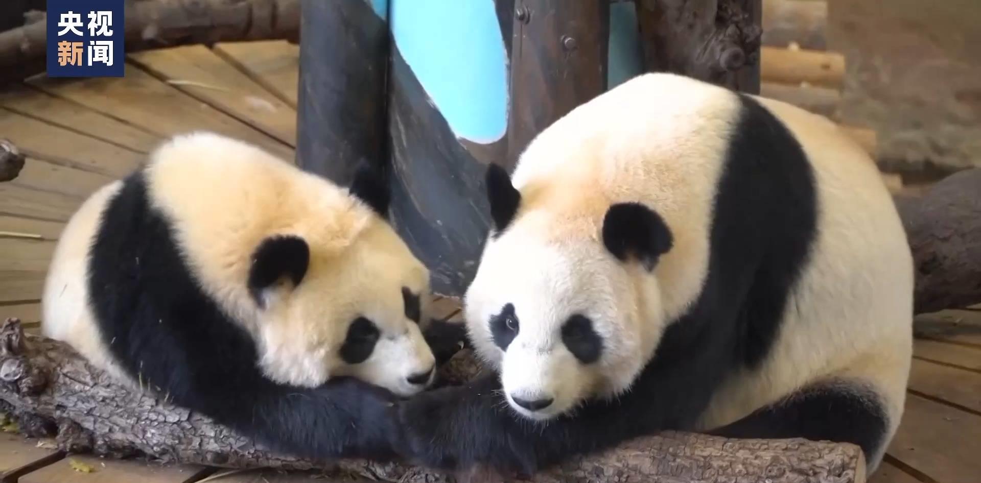 The Dutch people bid farewell to giant panda "Fan Xing" after returning ...