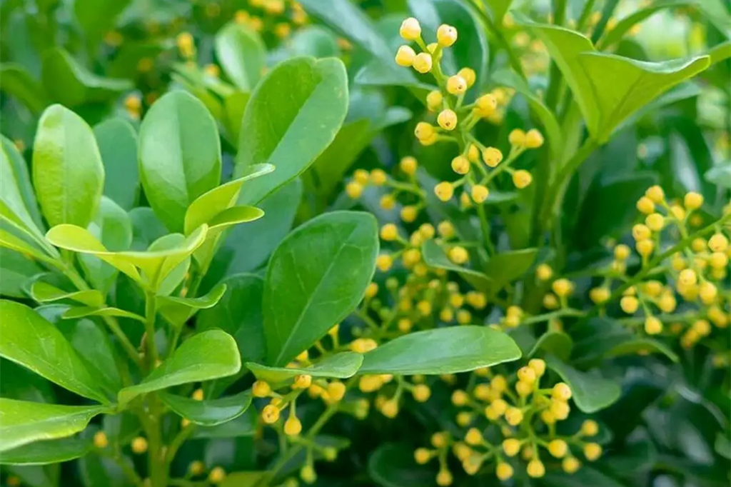 Lovely Milan flowers, flowers like millet grains, fragrant far away - iNEWS