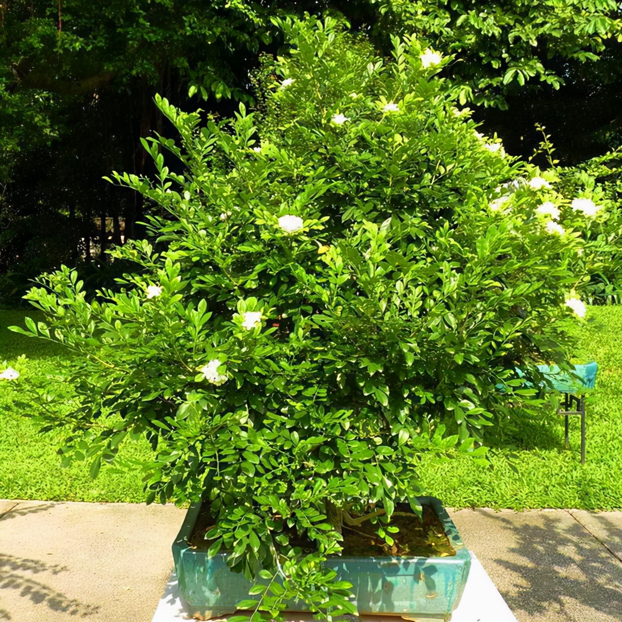 The new product of Paris Guri incense is maintained like this, the ...