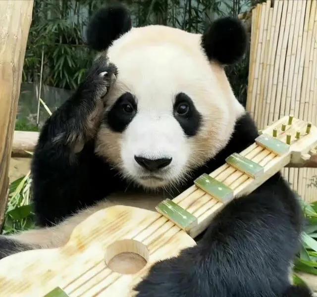 "Fubao" not only has Grandpa Jiang, but also Grandpa Song who is like a ...