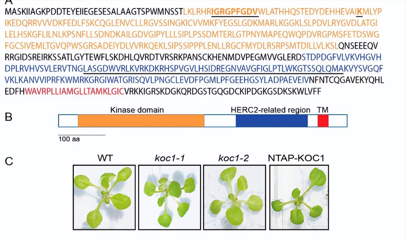 Novel chloroplast outer membrane kinase KOC1 is an essential component of the plastid protein ...