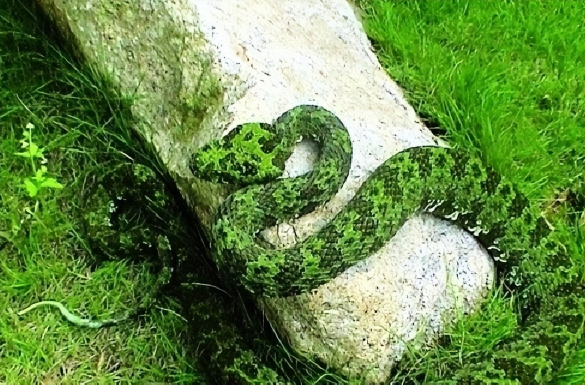 Challenge to popularize a poisonous snake every day on the 15th day ...