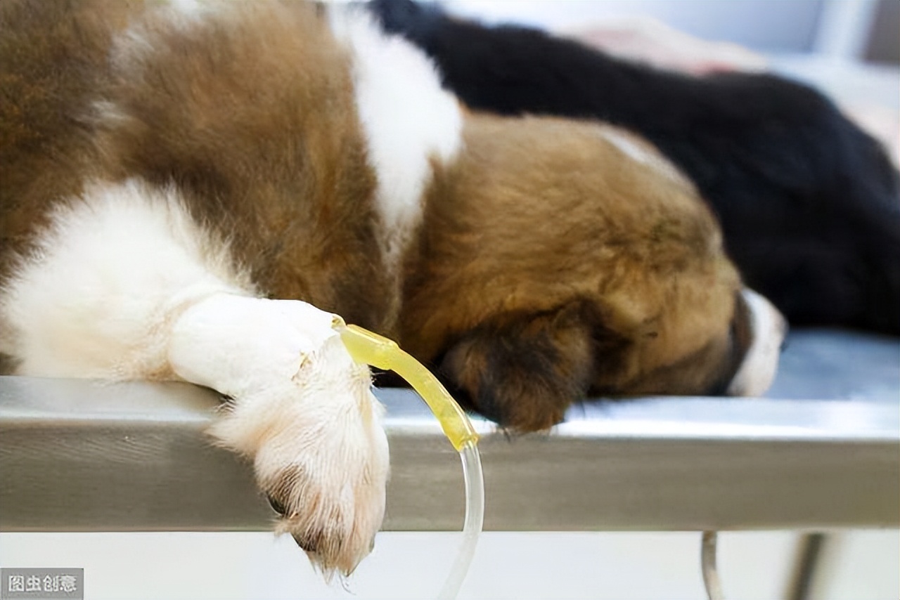 How to treat canine hepatitis?Early detection and early treatment - iNEWS