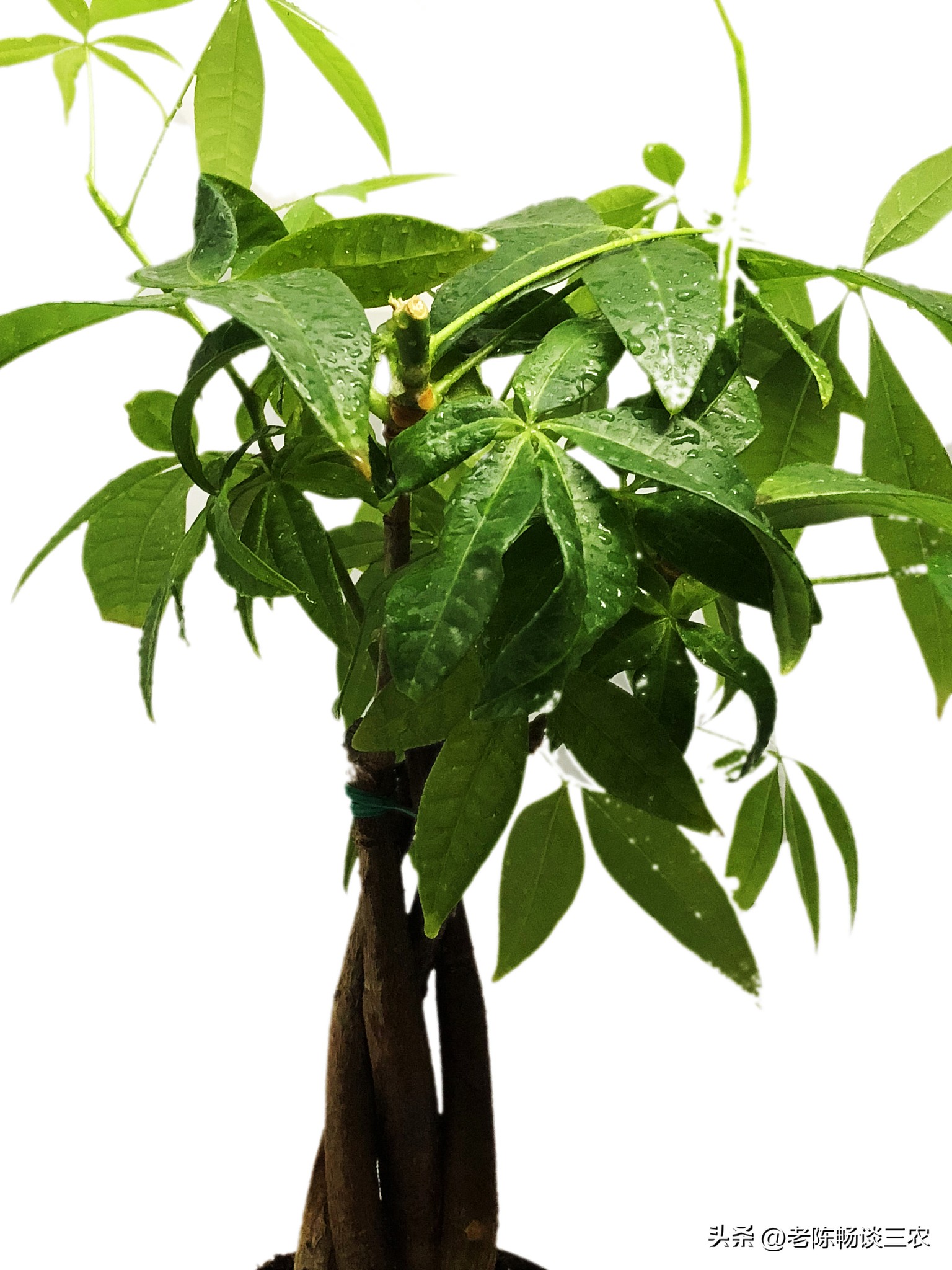 It turns out that the fortune tree has these meanings, do you know? - iNEWS