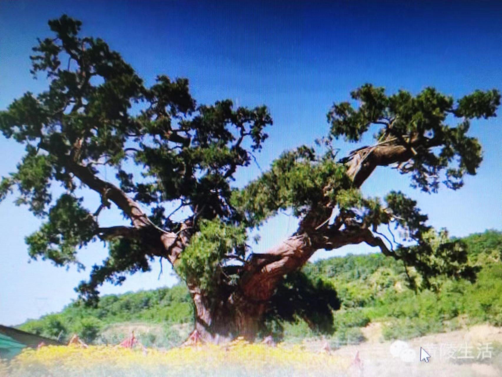 The moving record of the thousand-year-old tree "Wudibai" - iNEWS
