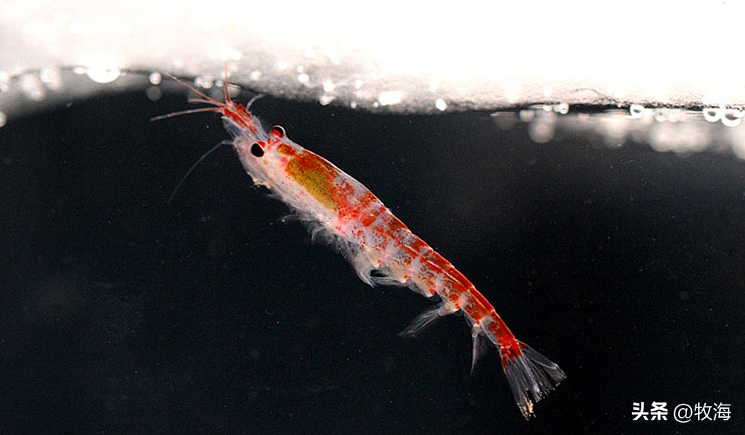 Antarctic krill: 380 million tons of "sea granary", 50 years of global ...