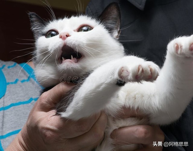 How to treat a cat with black chin? - iNEWS