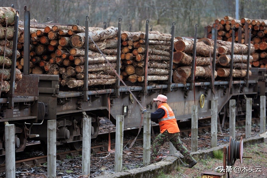 African Timber Traders: Timber price fluctuations are affected by ...