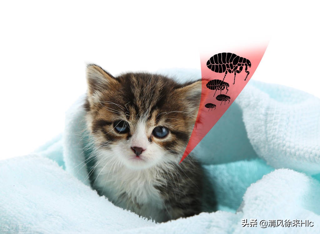 This flea-like robot may benefit human health in the future - iNEWS