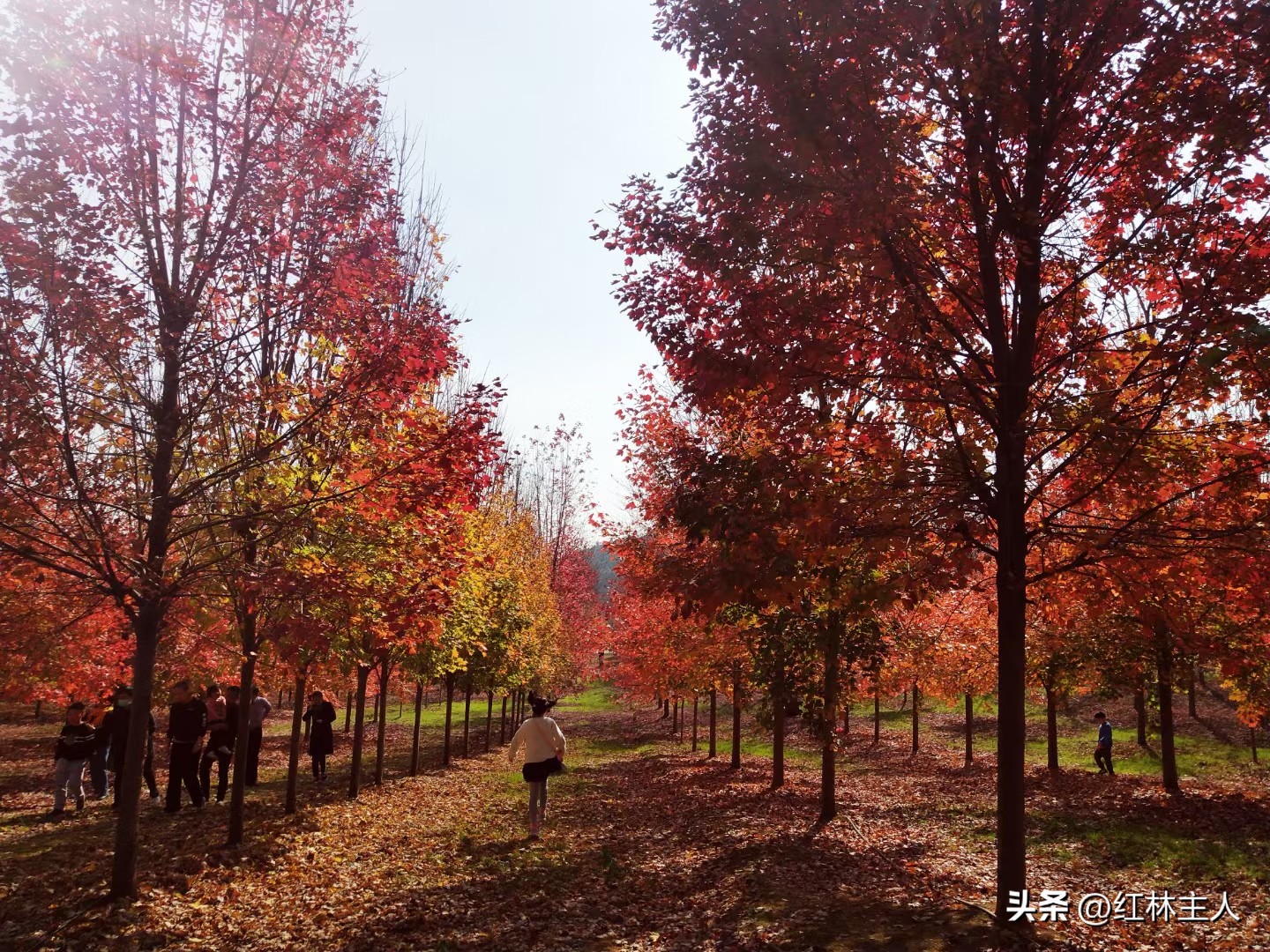 Honglin Wudao "Han Feizi - Jie Lao" Chapter 47 Quan Dao - iNEWS