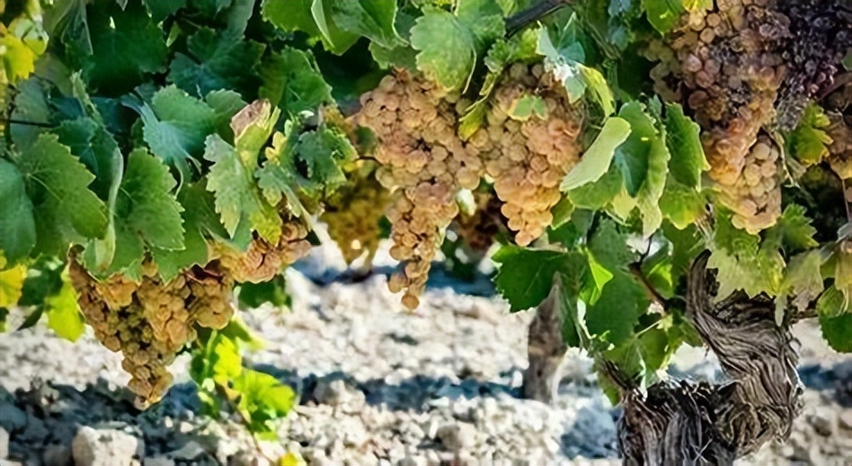 Spain's 2 largest Parker full marks Sherry - Toro Albala - iMedia