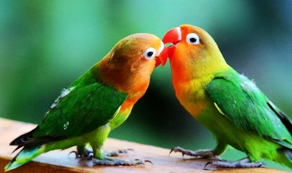 Fei's Peony Parrot: A Story of Natural Beauty and Human Coexistence ...