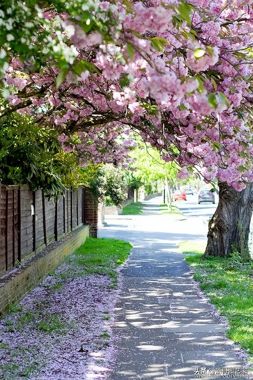5 kinds of spring flowering trees, plant a few in the garden, spring ...