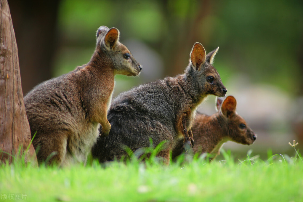 Question 5: What is the use of the kangaroo's pocket? - iNEWS