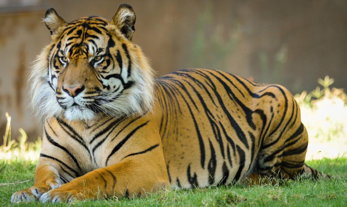 Scientific name and taxonomy of tigers, revealing common traits with ...