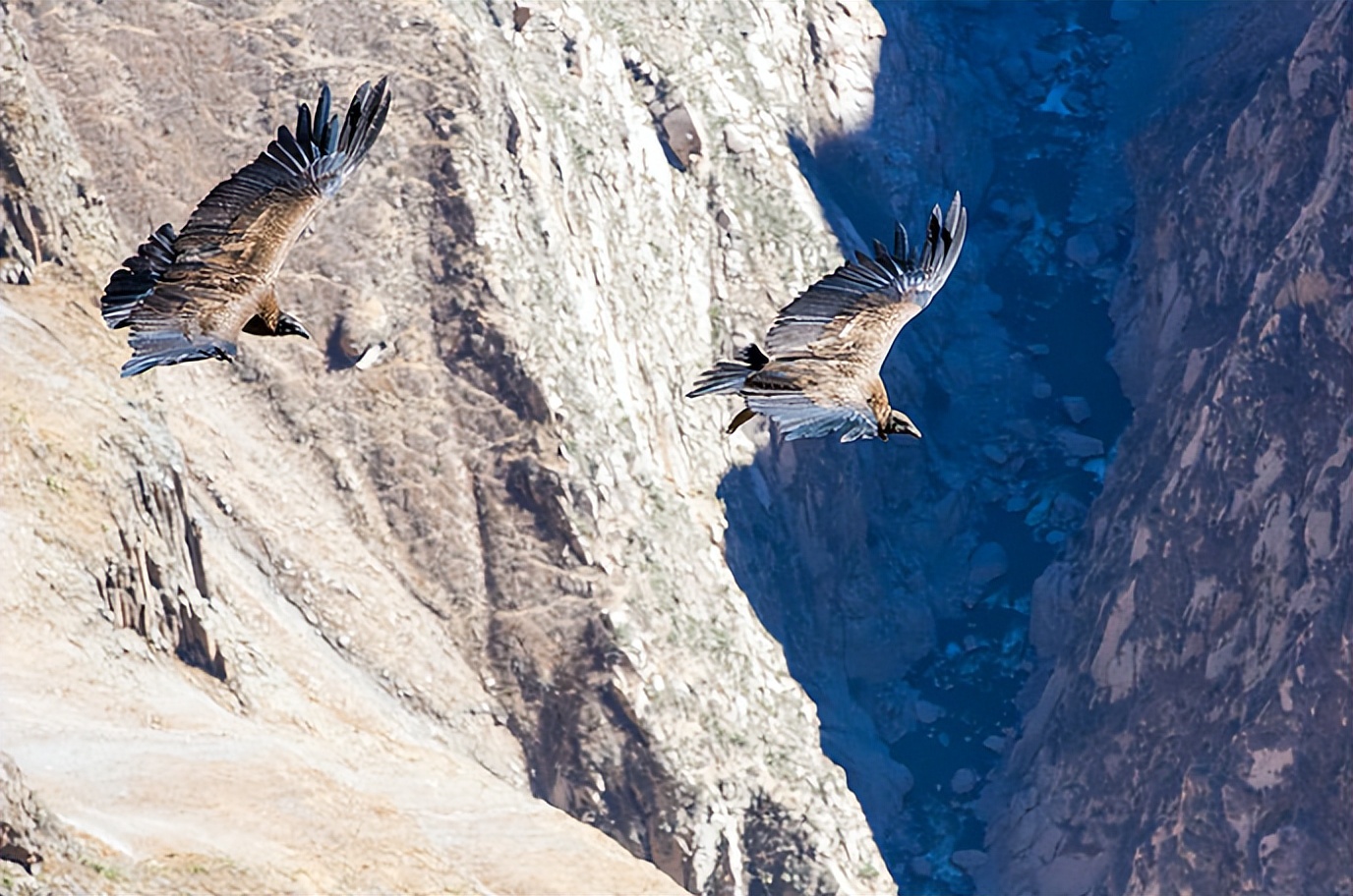 The Colombian Andean Condor: Cultural Significance and Symbolism in ...