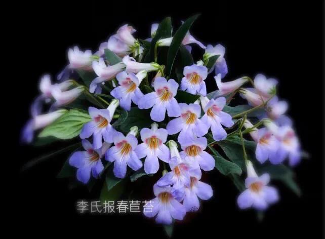 Wonderful Flowers of the Valley - Examples of 15 Primulus Plants of ...