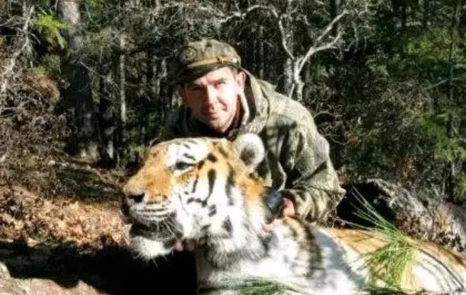 The real weight of the Siberian tiger - iMedia