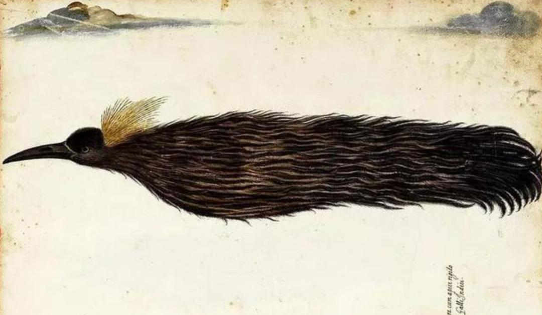 The "footless bird" Swift, who flies and sleeps during its life ...