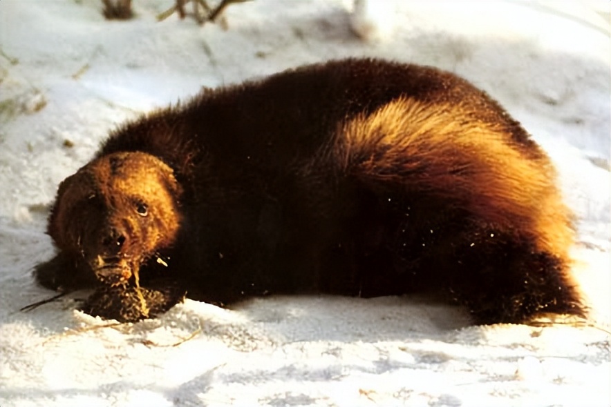 Xinjiang mink bear, too sturdy, don't provoke - iNEWS