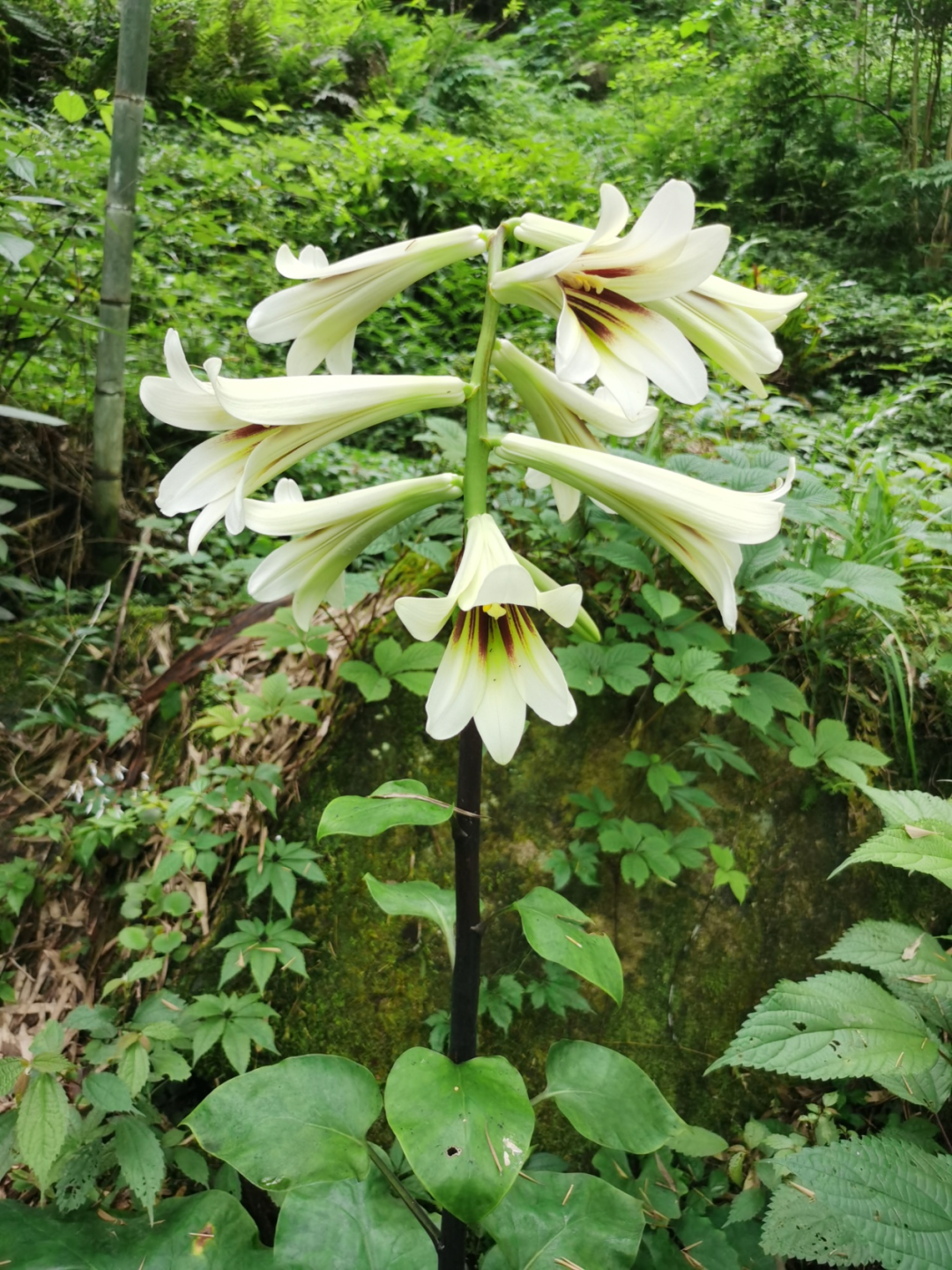 Beautiful!Lin'an "flowers" will be broadcast again - iNEWS
