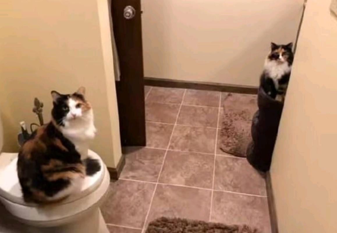 Why do cats like to follow their owners and become "followers"? - iNEWS