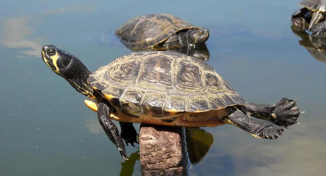 Why do turtles hide their heads and feet? You must understand! - iNEWS