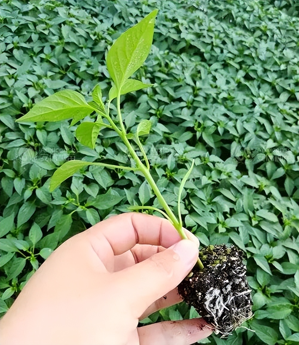 Do you choose big seedlings or small seedlings for transplanting ...