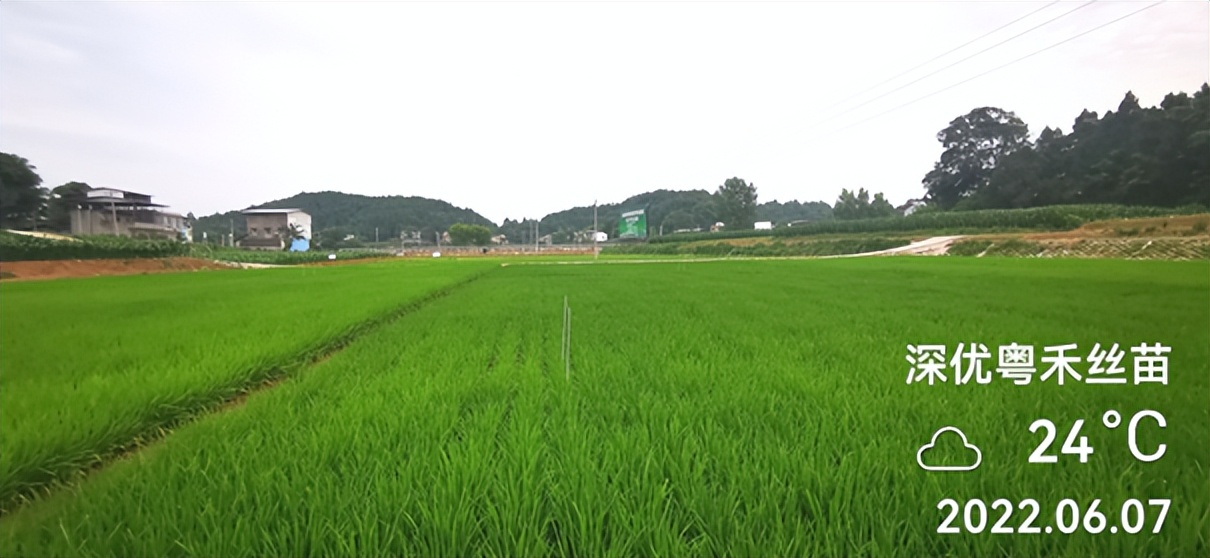 Shenyou Yuehe silk seedlings: short growth period, strong regeneration ...