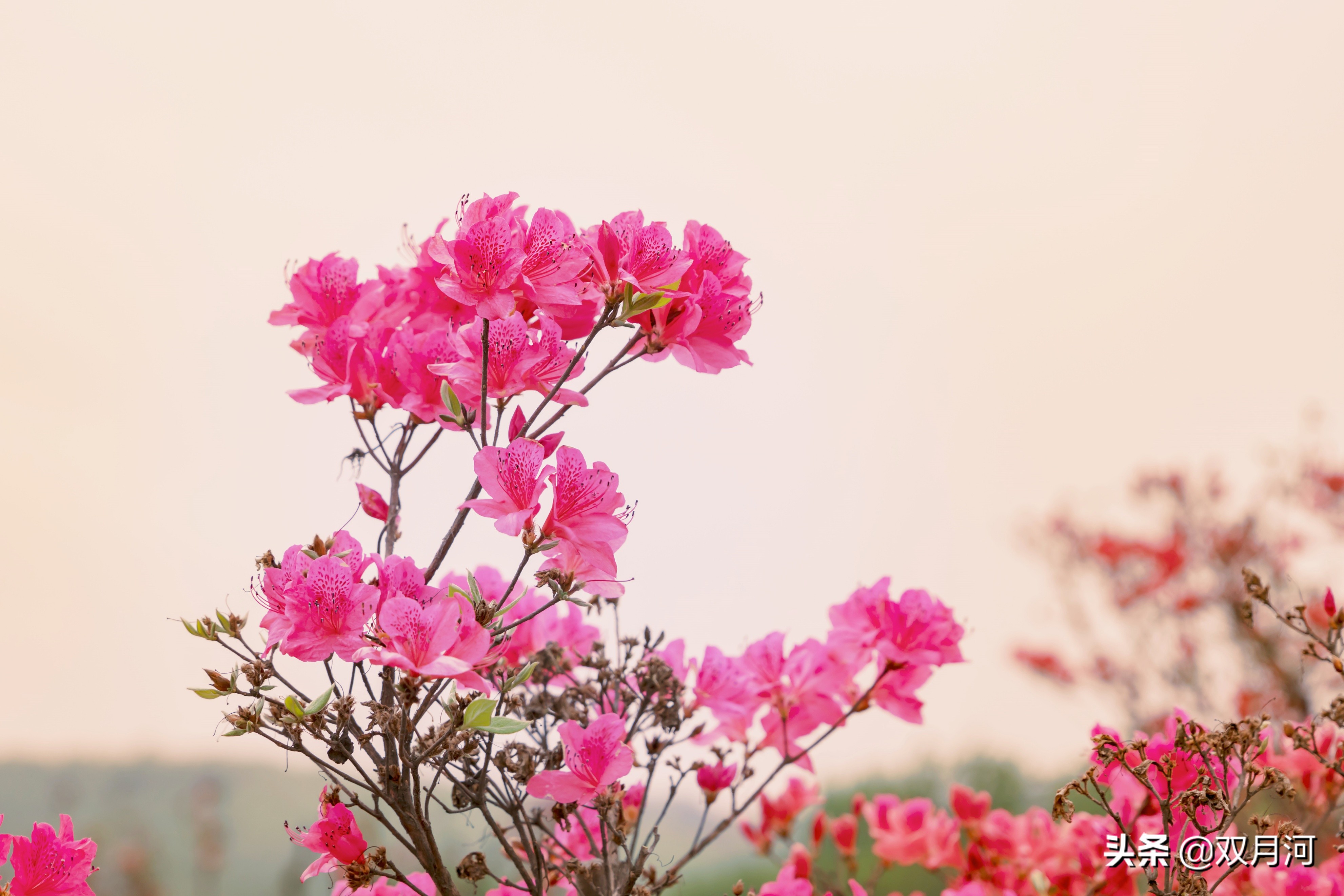 The month of spring flowers blooming in April photographers take ...