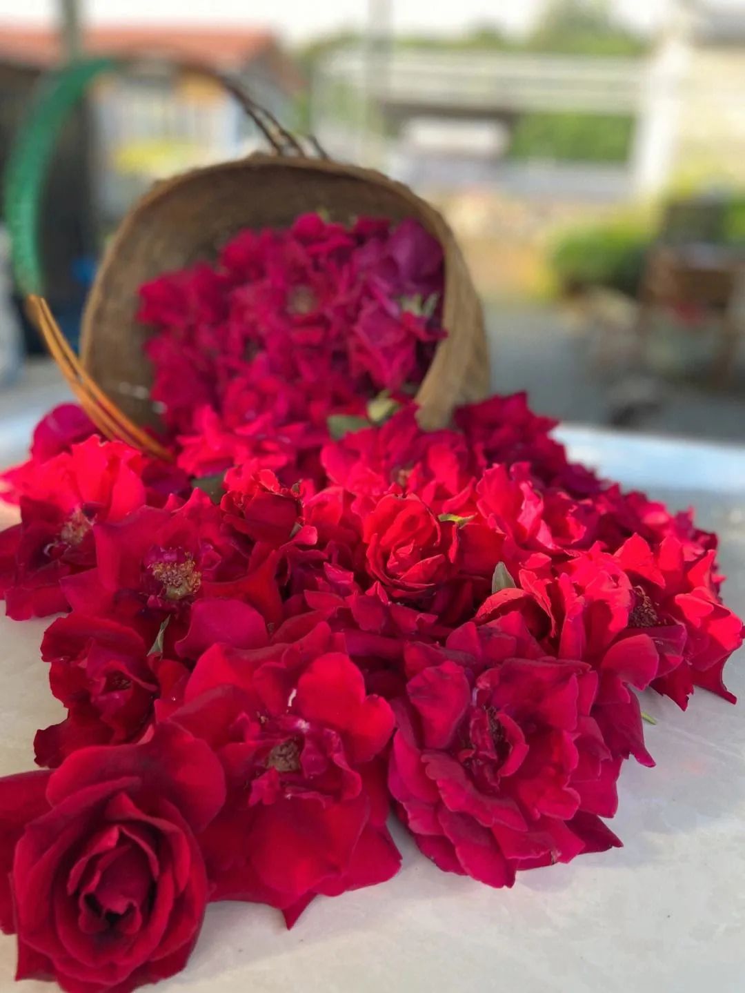 Can the rose delicacy in Yunnan really make her forget the pain in life ...