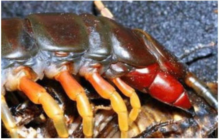 Five "giant centipedes" were intercepted, catching bats, fighting ...