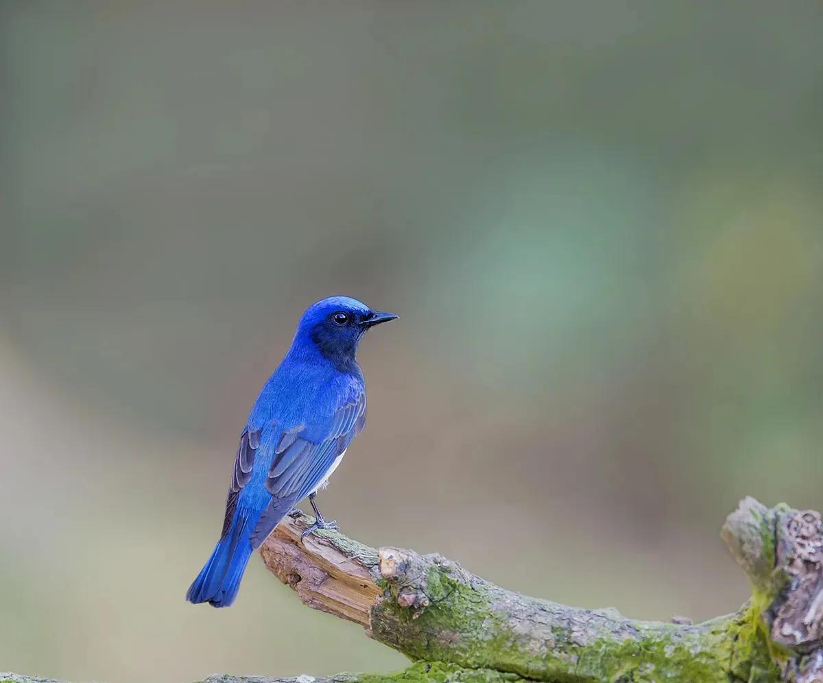 Natural Beauty: White-bellied Blue Flycatcher - iNEWS