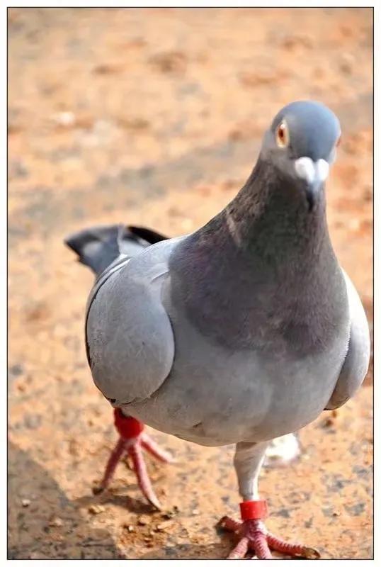 Varieties of Ornamental Pigeons - iNEWS