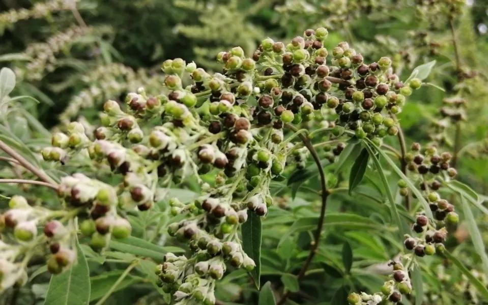 In the allusion of pleading guilty with a thorn, what kind of plant is ...