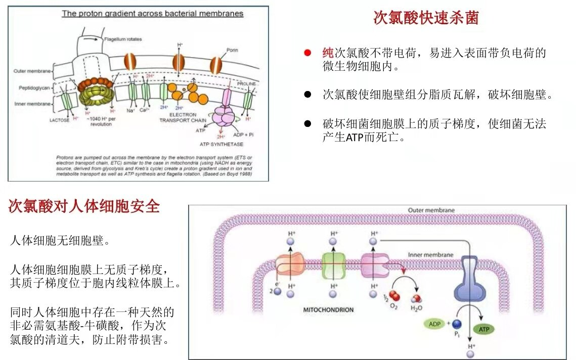 Whether "acute superficial balanitis" has entangled you, how to self ...