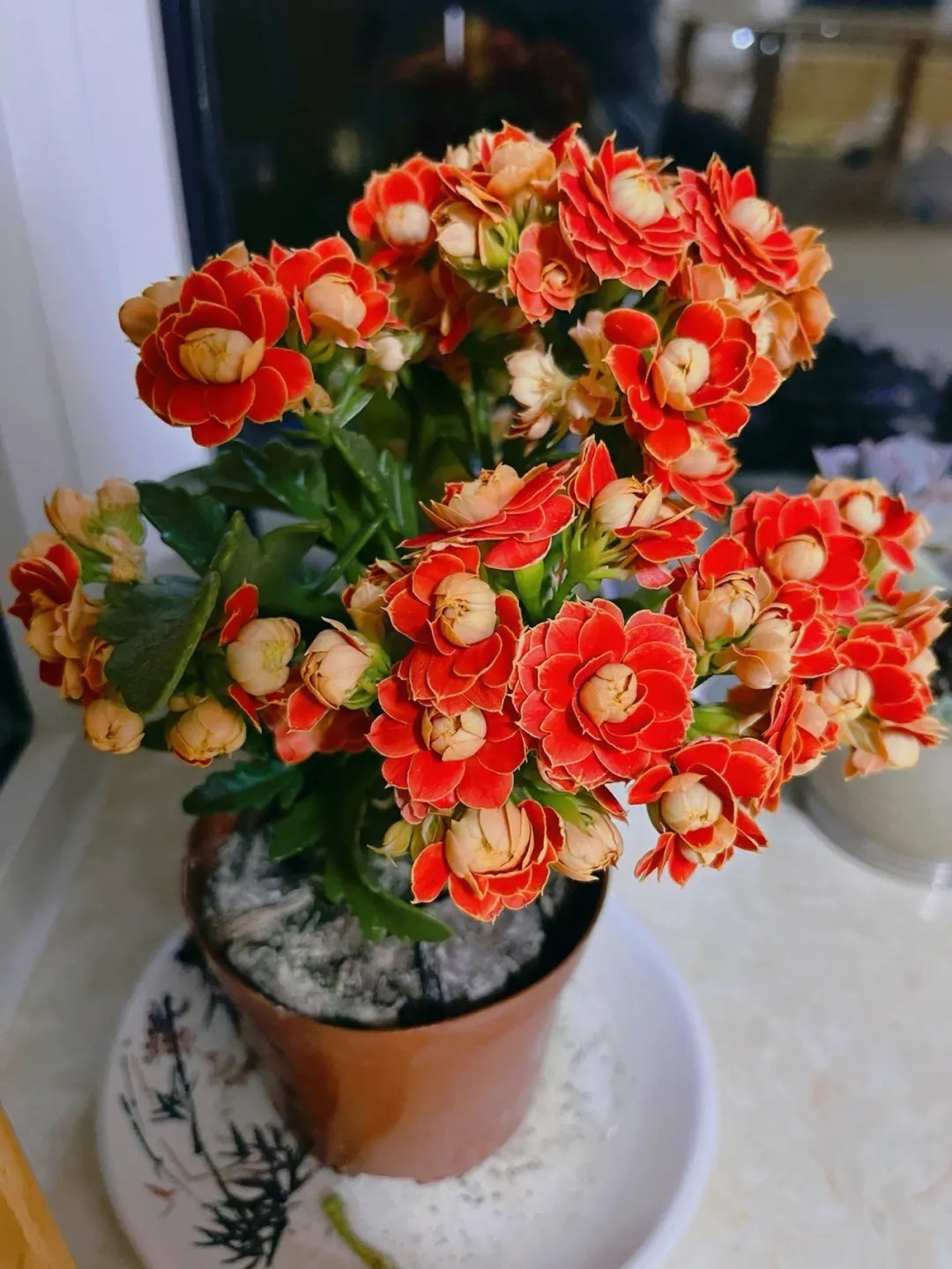 When growing longevity flowers, don't ignore the "3 points", it will ...