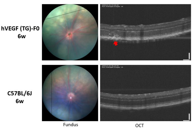 Pay attention to the research of ophthalmic diseases, but these mouse ...