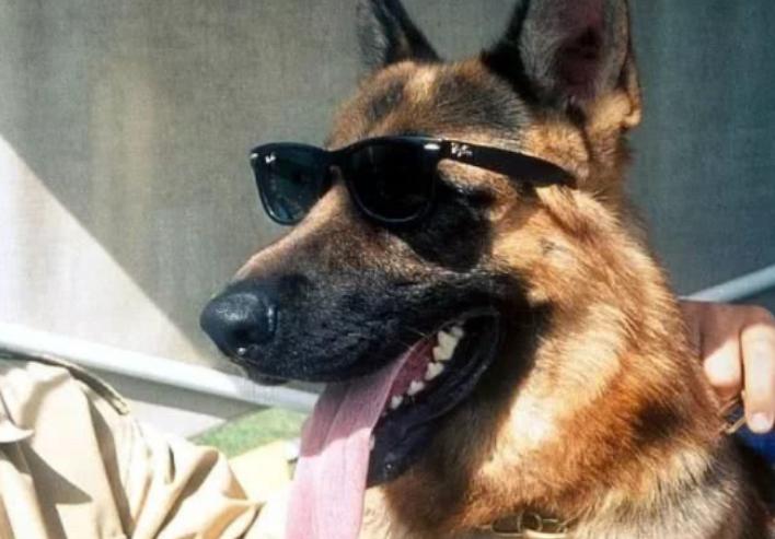 The "local tyrant dog" with a fortune of 2.4 billion: travels in a ...