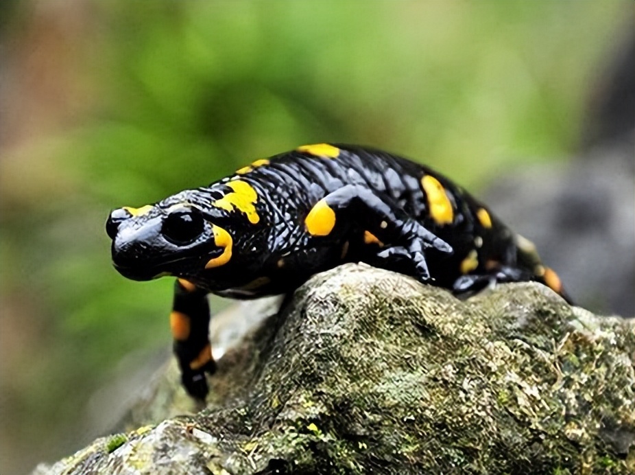 Animal Showdown: Red-footed salamander vs. snake! - iMedia