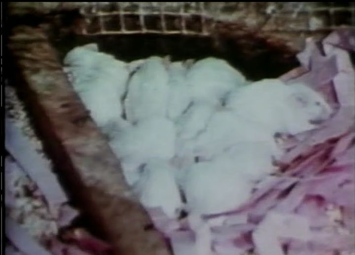 Universe 25 - A Utopia Experiment - iNEWS