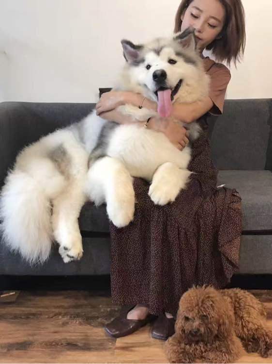 5 very "spiritual" dogs, if you give them a bite to eat, they will ...