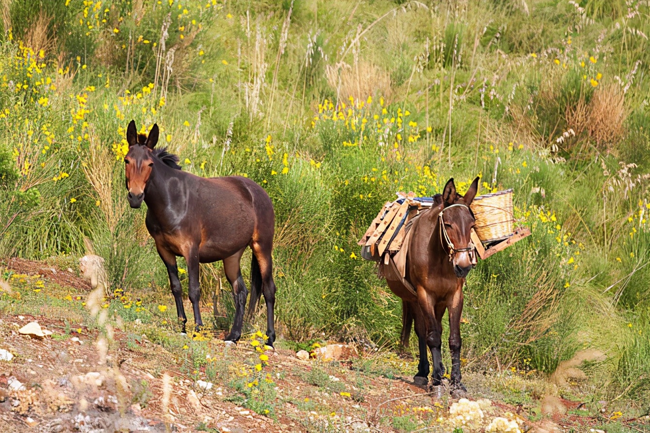 Are mules hybrids? Compared with donkeys and horses, what are the ...