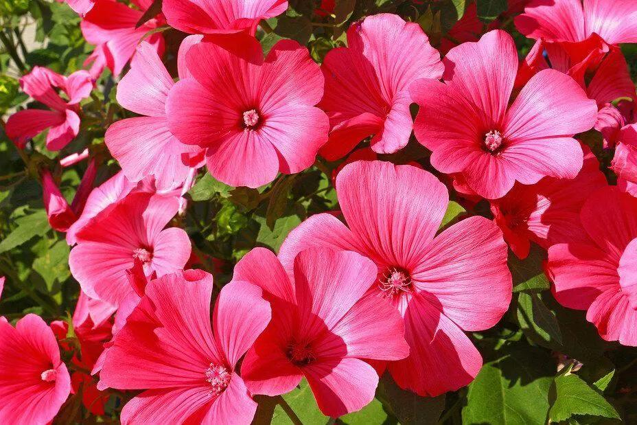 Plants from seed sown directly in flower beds - fast germination and ...